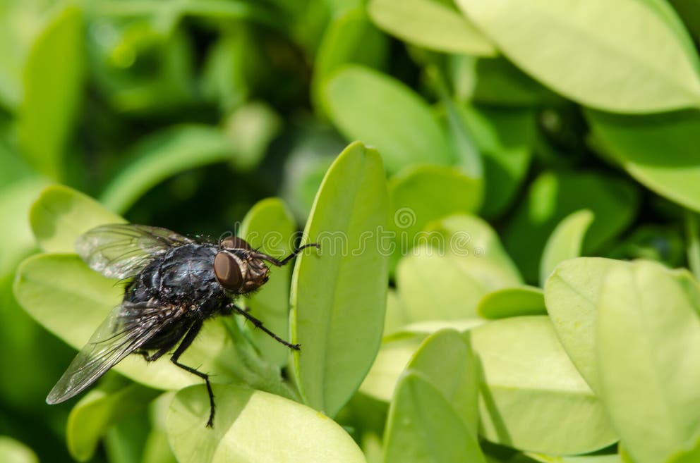 Fly in leaves stock image. Image of plant, arthropod - 40977723