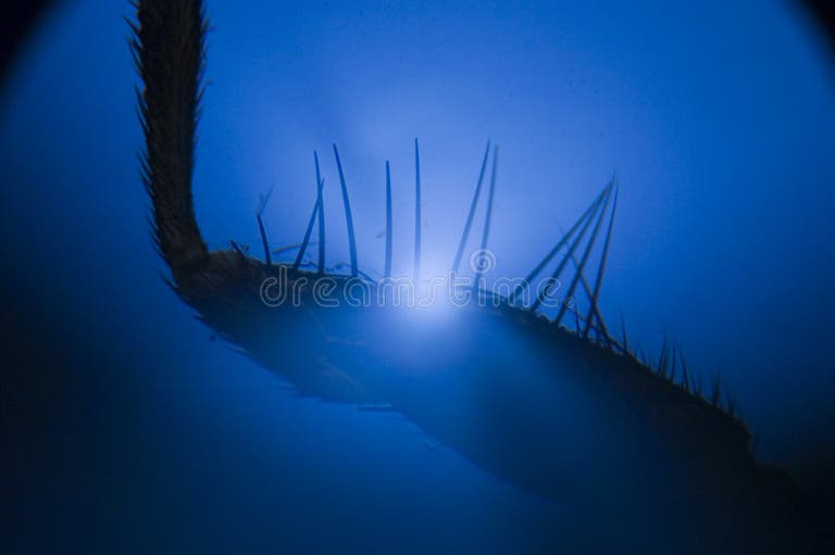 Fly Leg Under Microscope Stock Photos - Free & Royalty-Free Stock ...