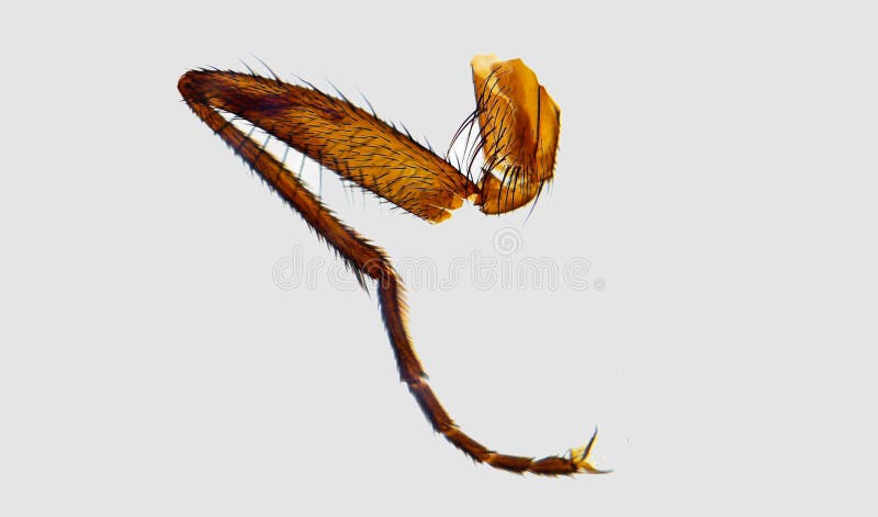 Fly Leg Under The Microscope Stock Photo - Image of magnification ...