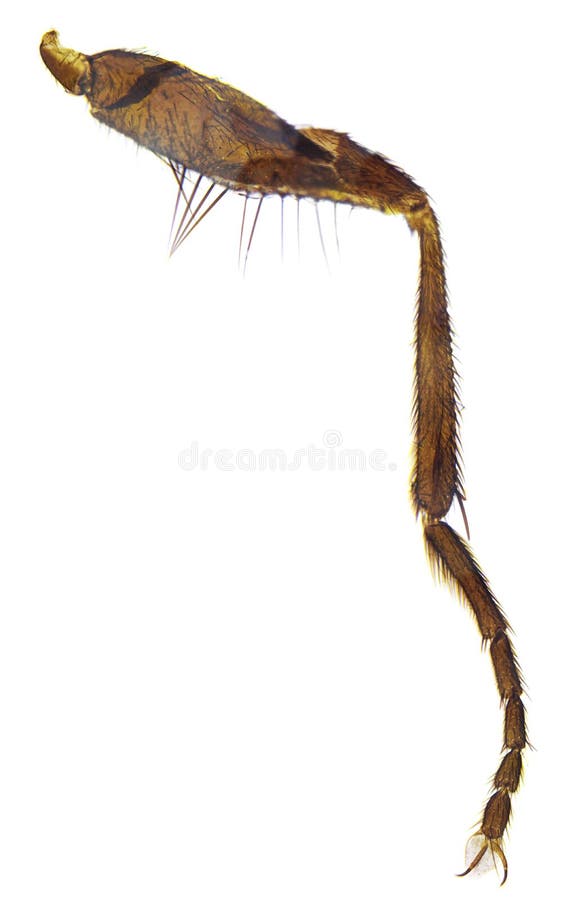 Fly Leg Under the Microscope Stock Photo - Image of twigleg ...