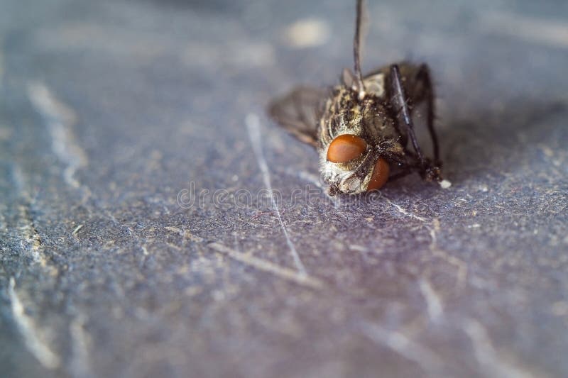 The Fly Lies on Its Side, Close-up, Macro. Stock Image - Image of ...