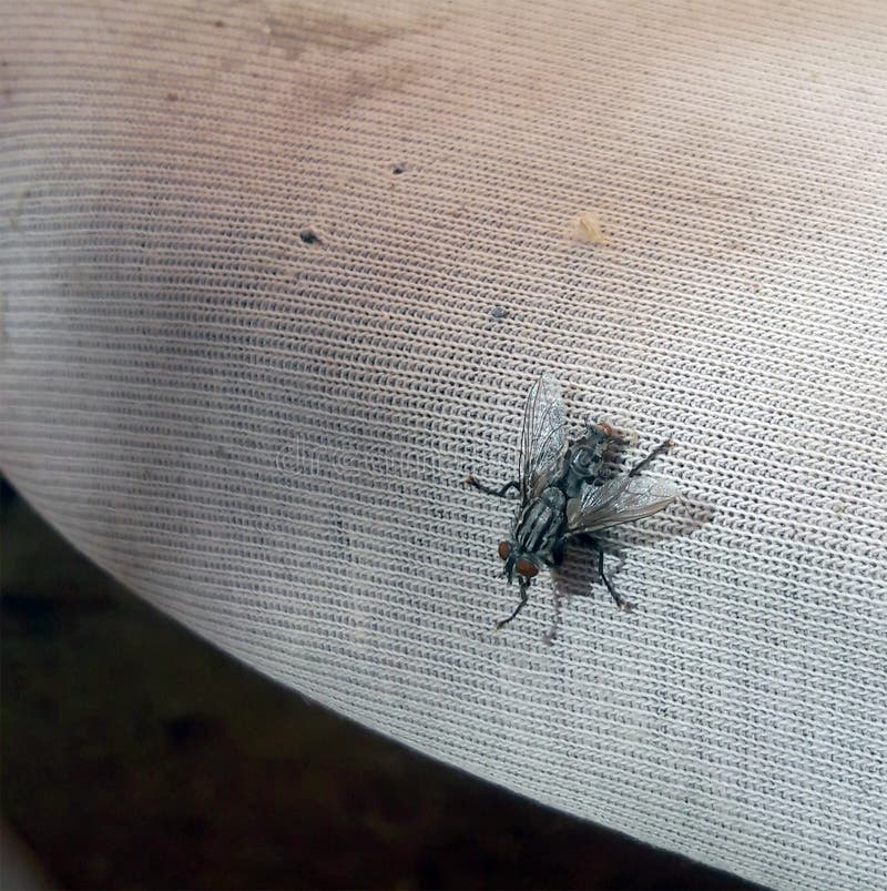 Fly on Dirty Surface, Flying Insect on Textured Surface Stock Image ...