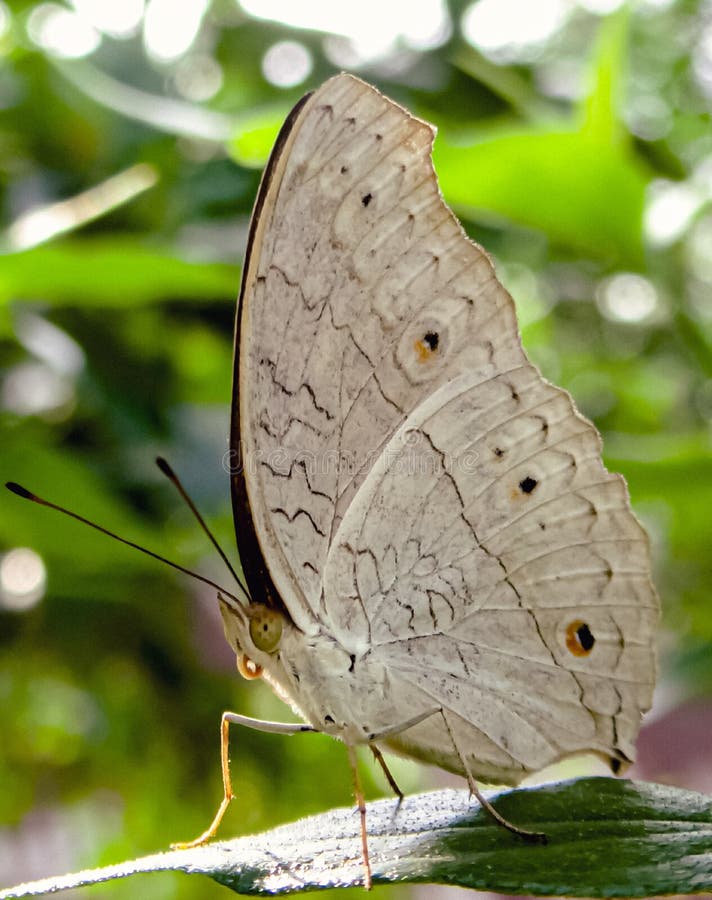 Fly like a butterfly stock image. Image of like, wings - 194675553