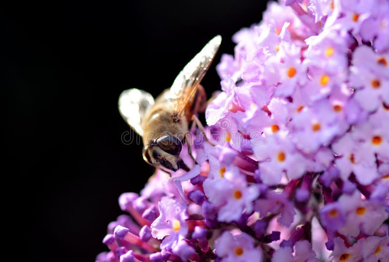 Fly on a lilac bloom stock image. Image of pollenize - 26054435