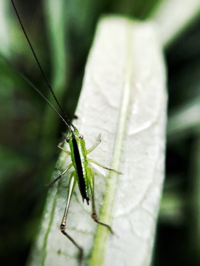 Fly locust stock image. Image of insect, china, locust - 161852615