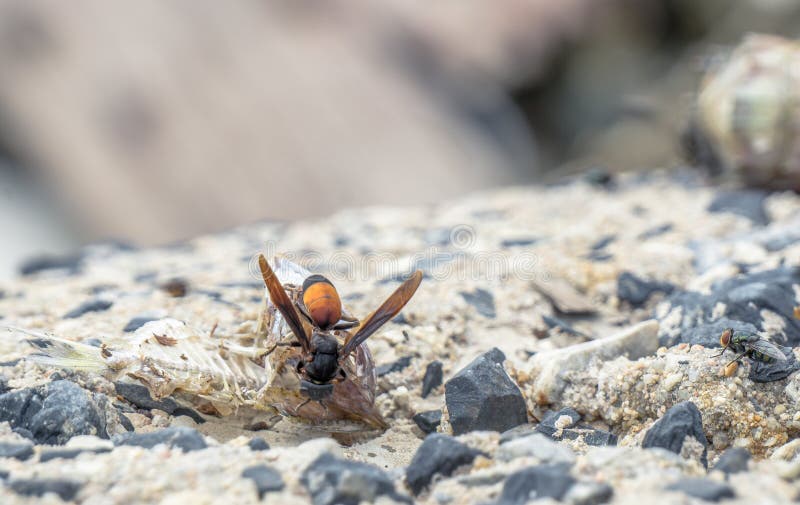 Insect carcass. stock photo. Image of insect, carcass - 113955628