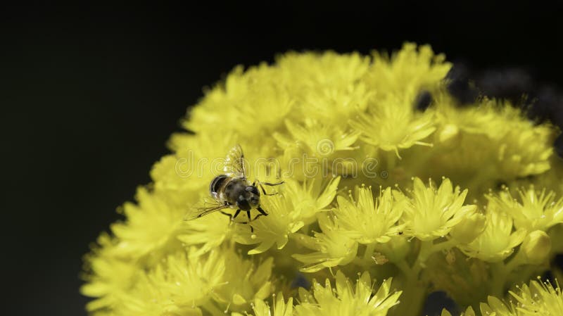 A Fly that Looks Like a Bee on a Flower Stock Image - Image of feeding ...