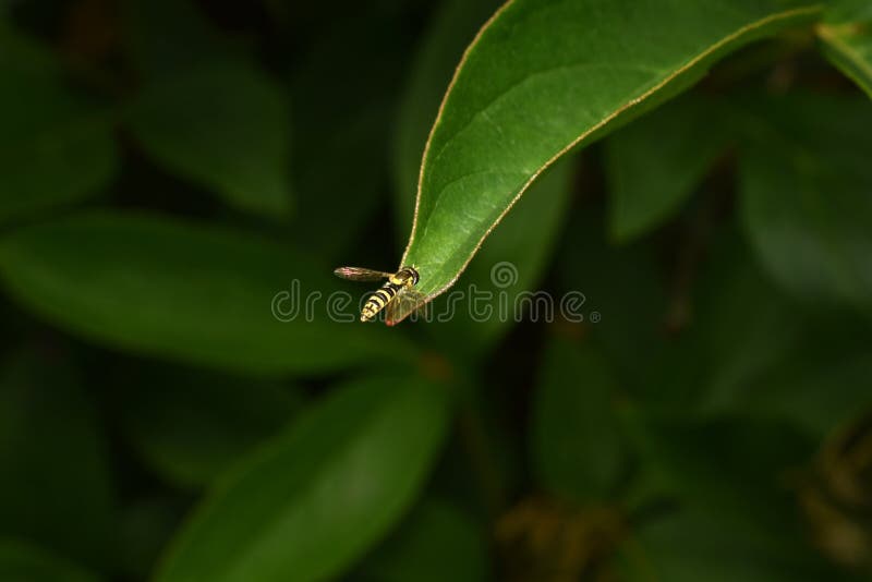 A Fly that Looks Like a Wasp, a Hoverfly Fly. Stock Photo - Image of ...