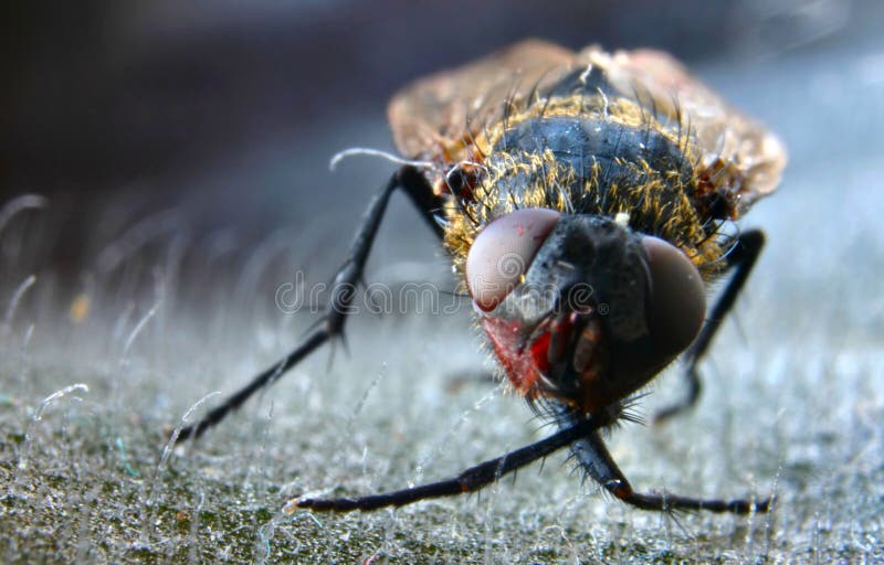 Fly macro #1 stock photo. Image of antenna, blakc, insect - 322932