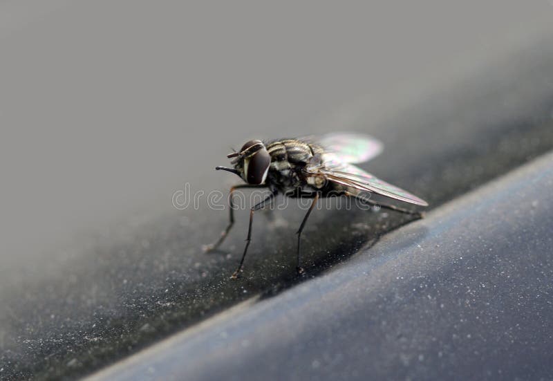 Fly Macro stock photo. Image of macro, house, zoom, housefly - 16446702