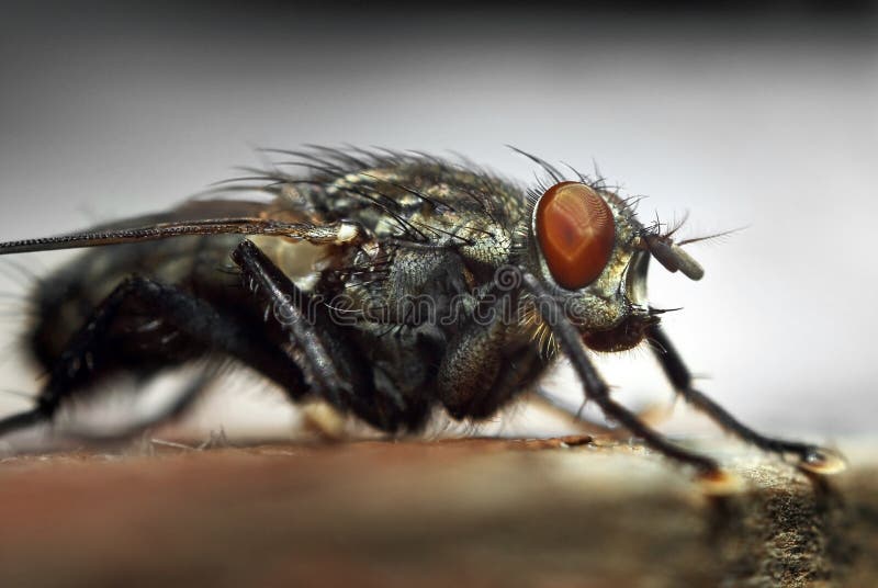 Fly macro stock photo. Image of insect, domestica, cyclorrhapha - 21426690