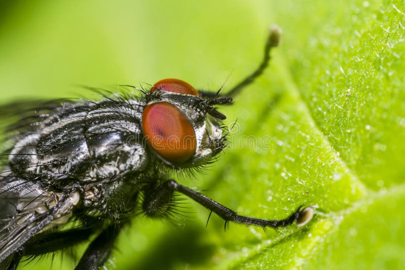 Fly Macro stock photo. Image of eyes, blow, biology, clear - 24518334