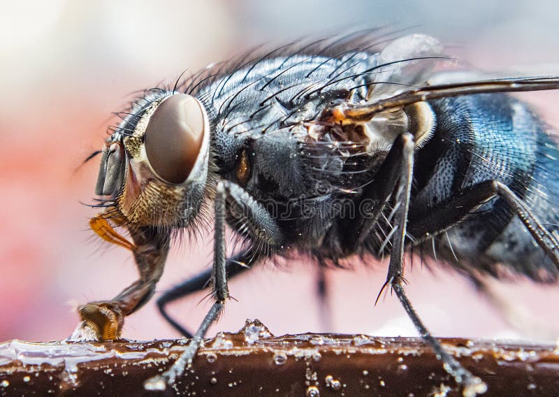 Fly in macro close up stock photo. Image of honeybee - 233605132