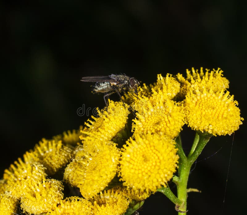 Fly macro stock photo. Image of pollination, honey, white - 58632424
