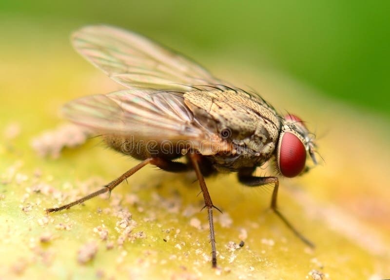 Fly Macro Focus with Soft Background Stock Photo - Image of pest, life ...