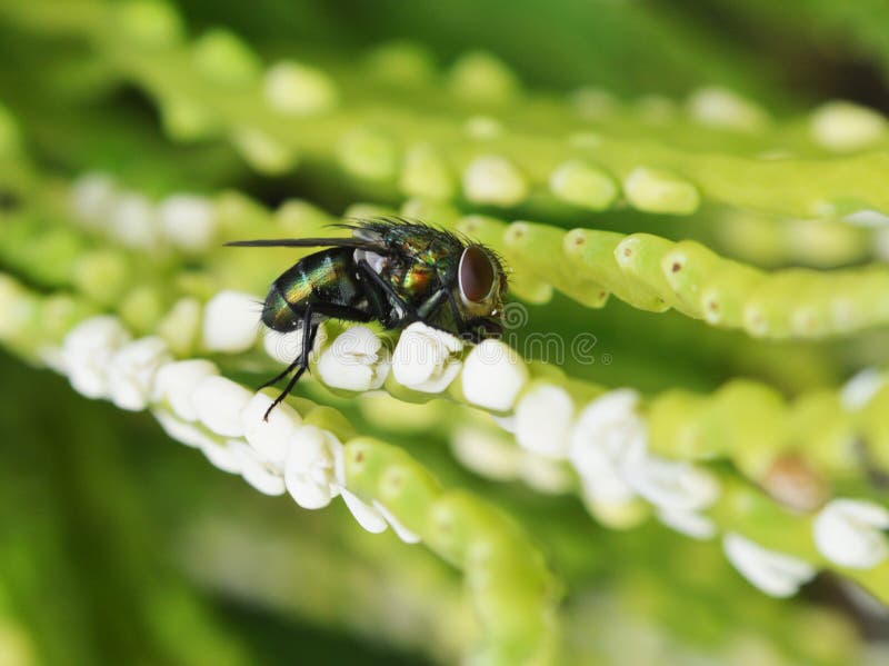 Fly macro stock image. Image of wild, extreme, fauna - 41431613