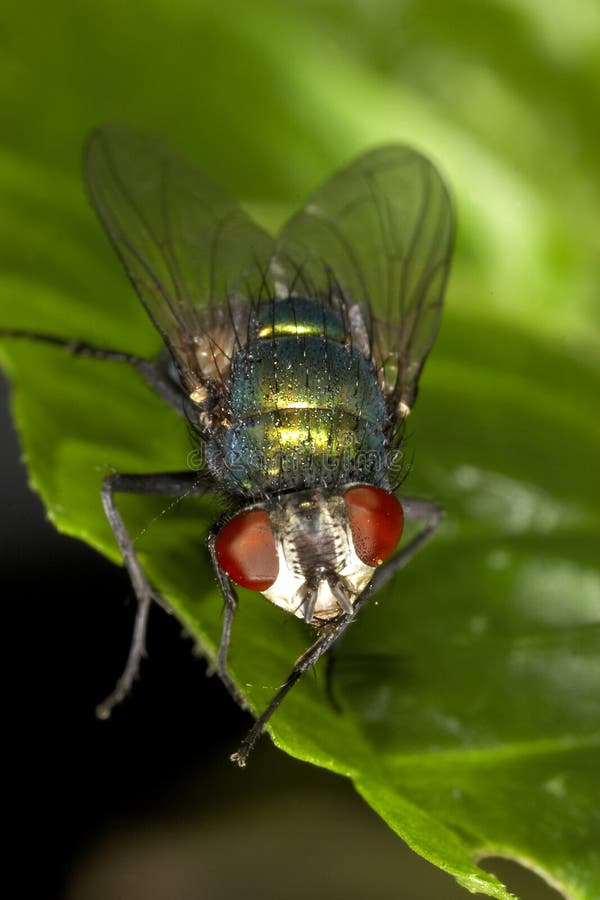 Fly macro on a green leaf stock photo. Image of look, buzzing - 178248