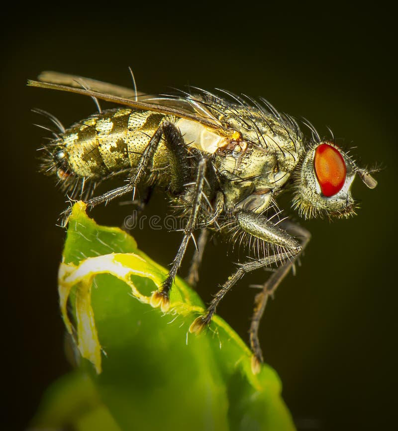 Fly Macro Phography Posing and Showing Her Wings Stock Image - Image of ...