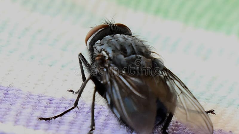 The Fly - Macro Photo - Back Side View Stock Photo - Image of flower ...