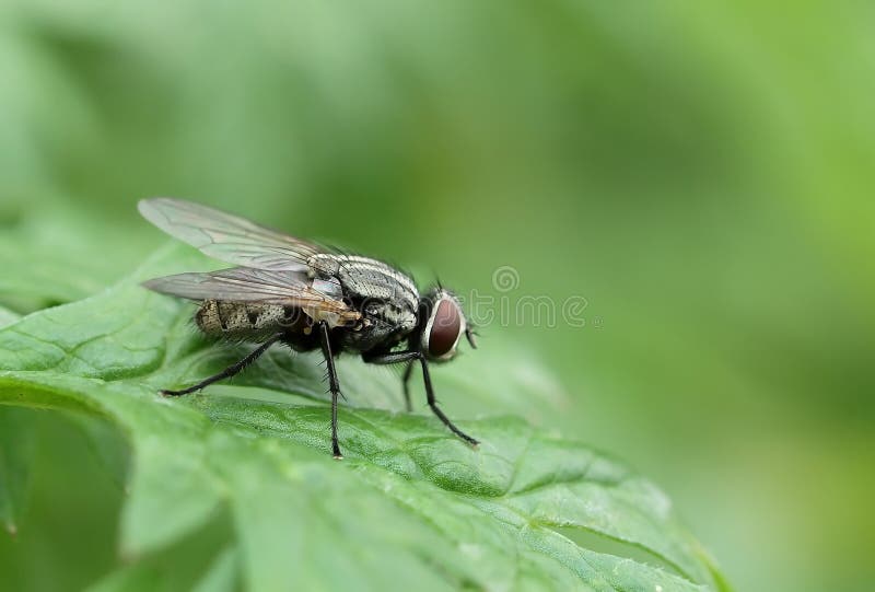 Fly stock photo. Image of closeup, macro, animal, green - 188526652