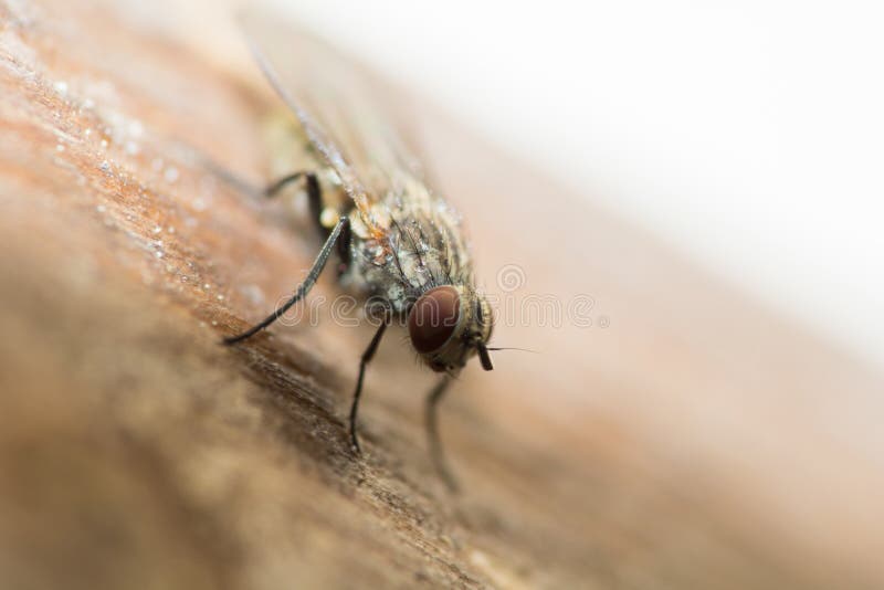 Fly macro photography stock photo. Image of macro, head - 143140356