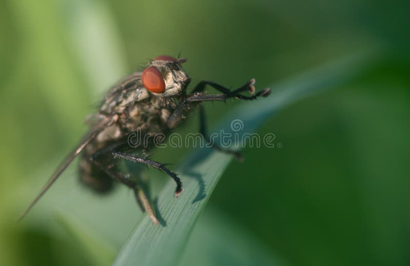 Fly stock photo. Image of leaf, nature, closeup, house - 53205782