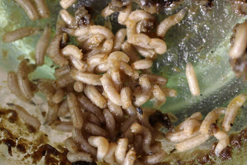 Maggots in pupa stage stock image. Image of pupate, nature - 26207601