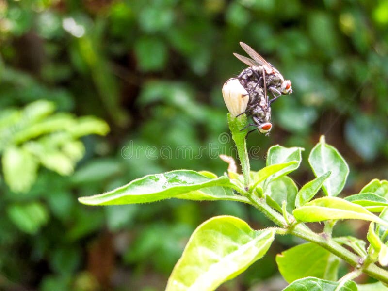 Fly make love stock photo. Image of close, lush, nature - 55812470