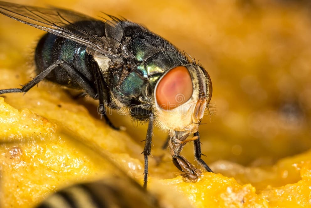 Fly on Mango Fruit - Macro Photo of Fly on Mango Stock Photo - Image of ...