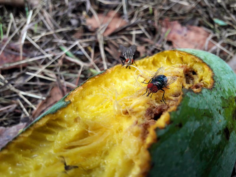 161 Rot Mango Fruit Stock Photos - Free & Royalty-Free Stock Photos ...