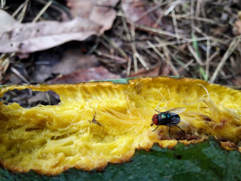 487 Fly Mango Photos - Free & Royalty-Free Stock Photos from Dreamstime