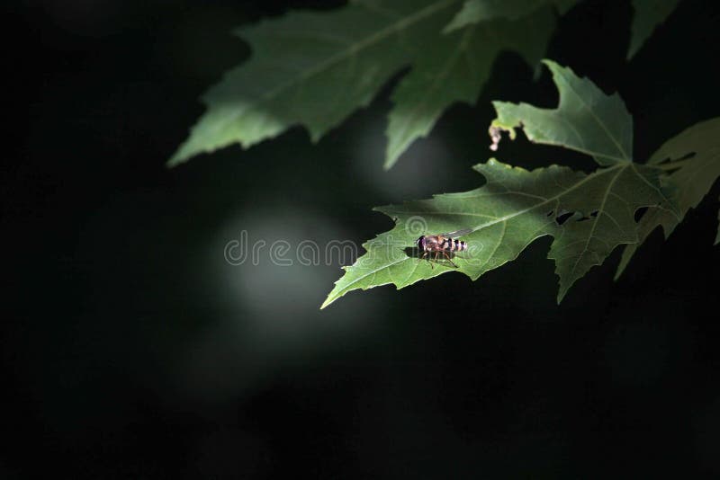Fly on maple leaf stock image. Image of leaves, sunbeam - 160862659