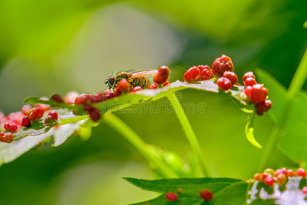Fly on Maple Leaf Surrounded by Maple Leaf Galls Stock Image - Image of ...