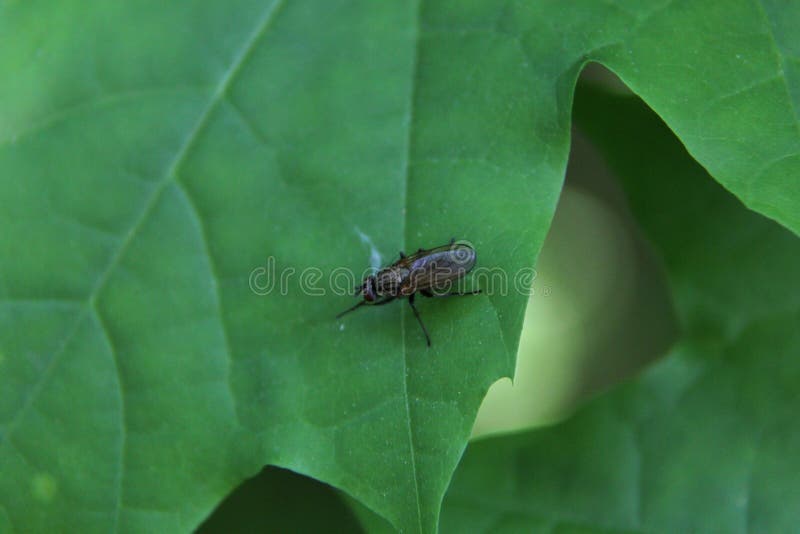 Fly on the maple sheet stock photo. Image of environment - 162960070