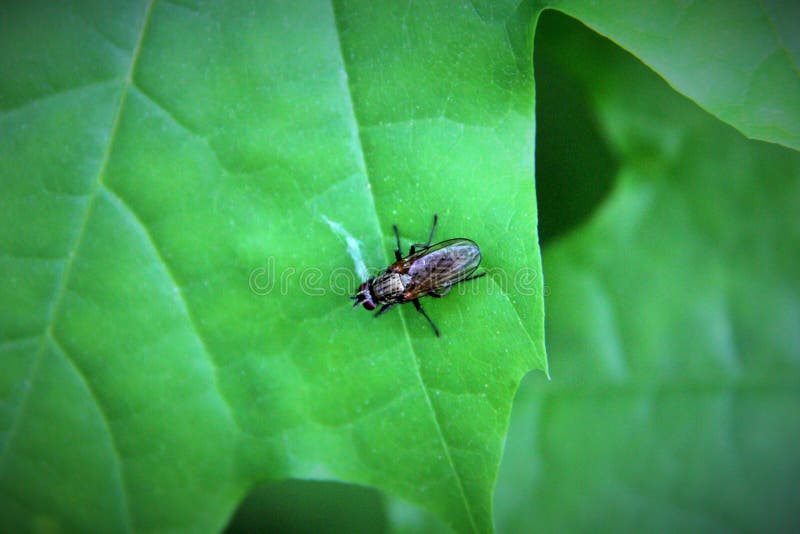 A Black Fly Sits on a Maple Leaf. Close-up Photo Stock Photo - Image of ...