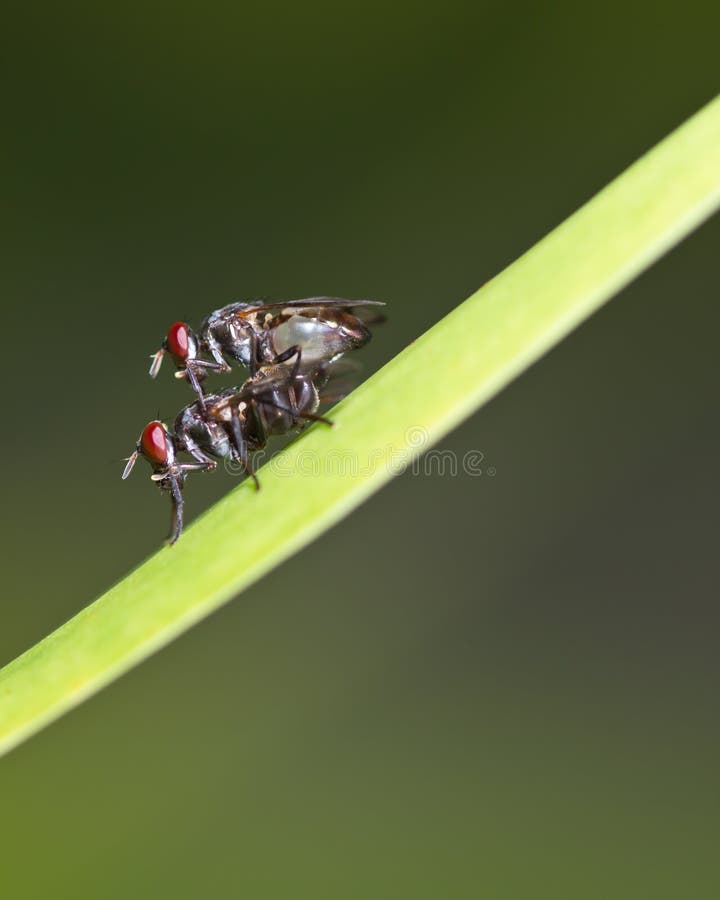 Fly mating stock image. Image of male, female, leaf, closeup - 29223991