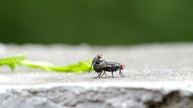 Fly mating stock video. Video of hairy, movement, color - 54556375