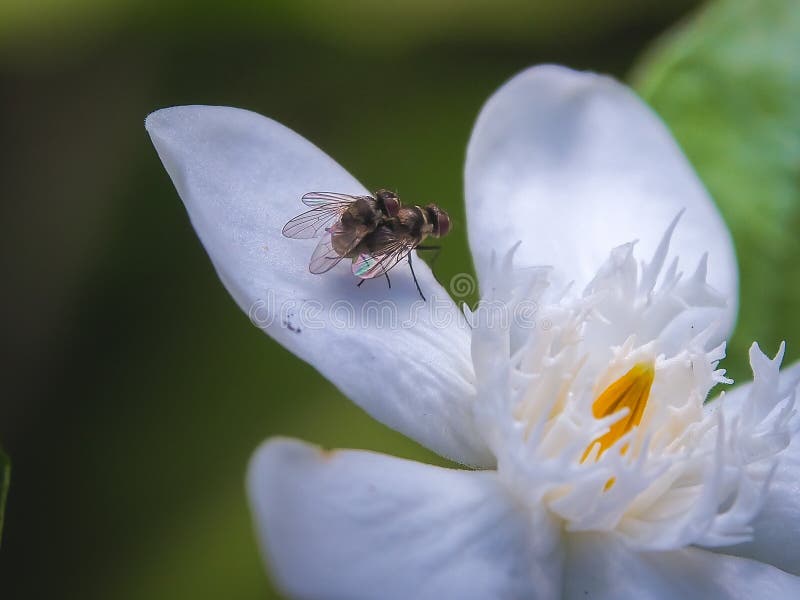 Fly mating on flower stock image. Image of elegance, white - 47239017