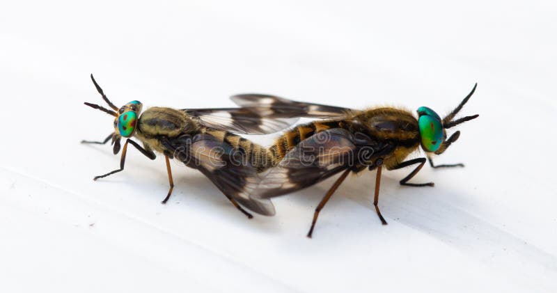 Fly Mating on White Background Stock Image - Image of foliage, close ...