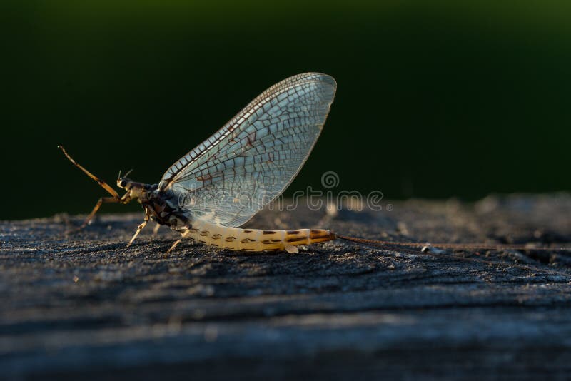 Fly mayfly stock image. Image of dark, deep, flyfishing - 73915817
