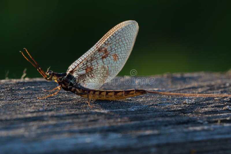 Fly mayfly stock image. Image of deep, mayfly, pattern - 73916465