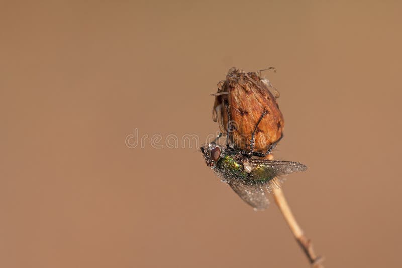 Fly in the morninglight stock photo. Image of reflection - 32465666