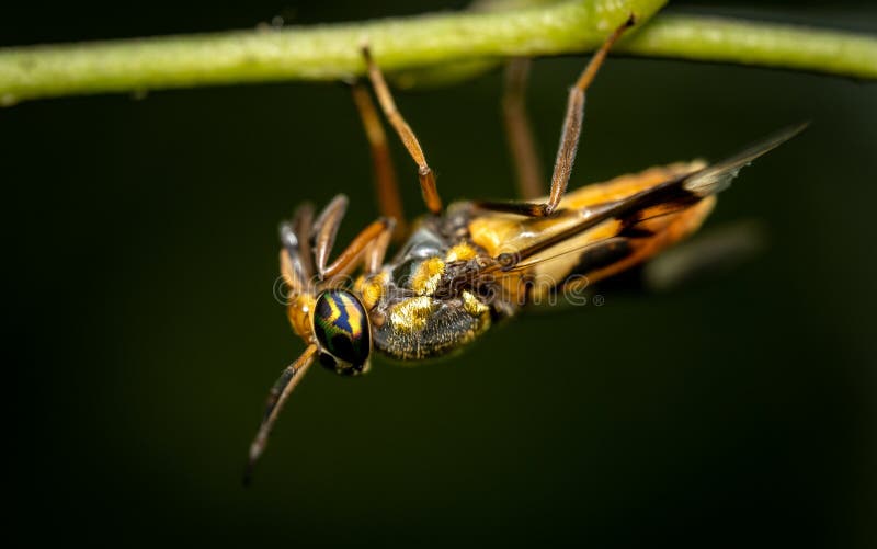 Fly with Multicolored Compound Eye Stock Photo - Image of wasp, world ...