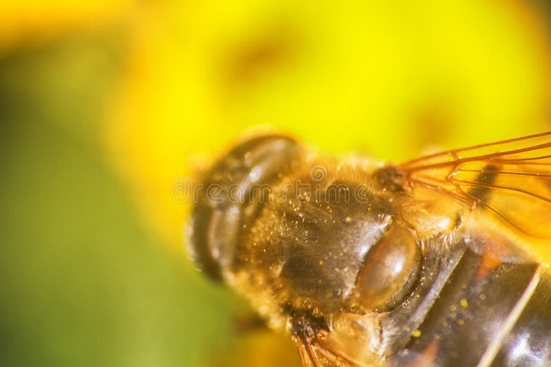 Fly-murmur top view, Macro stock photo. Image of hoverfly - 156032000