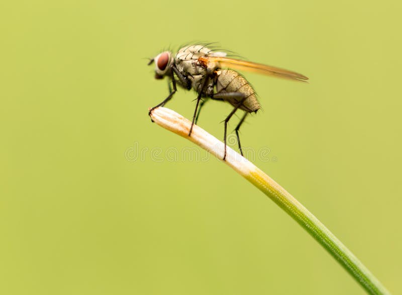 Fly nature. close stock image. Image of house, wildlife - 109293071