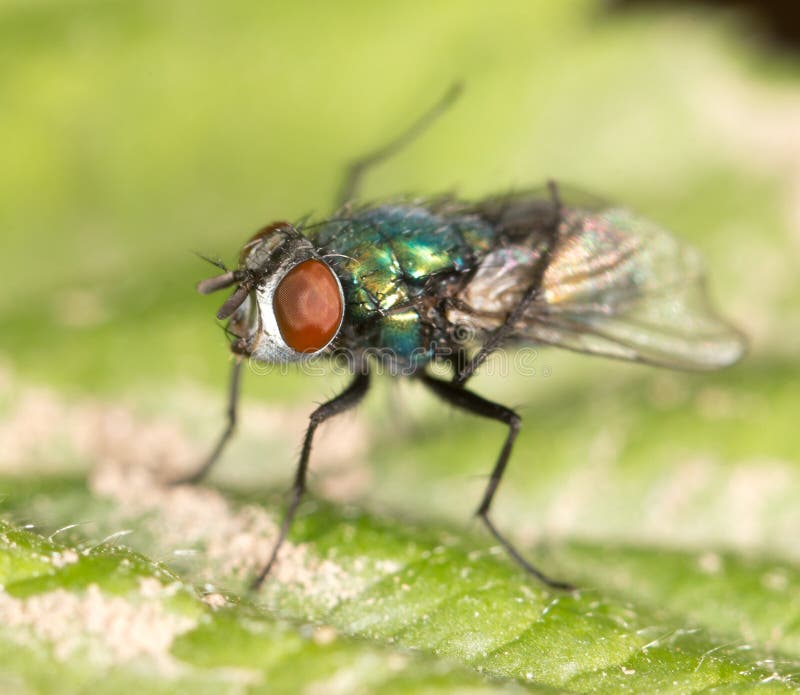 Fly in nature. close-up stock image. Image of wildlife - 97210209