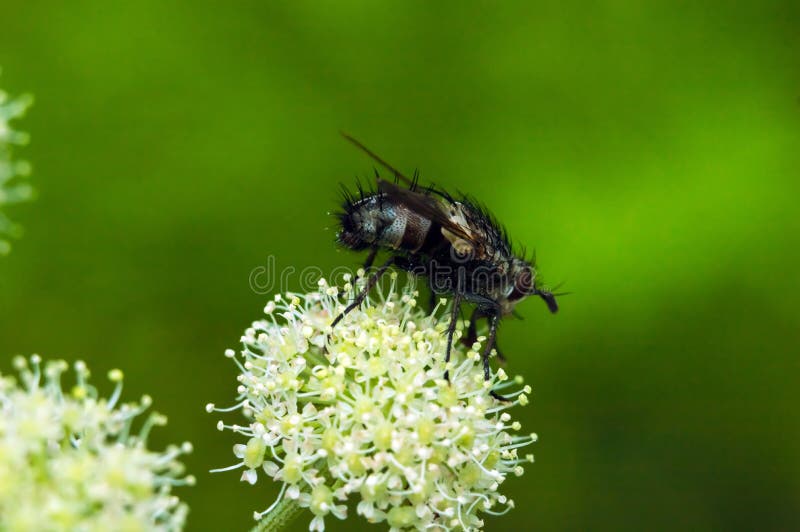 Fly Nectarophagus Lat. Diptera Feeds on Nectar from an Onion Flower ...
