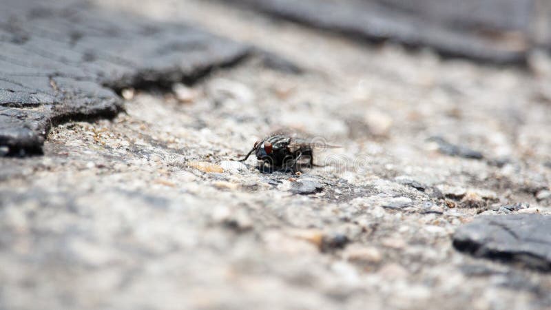 Fly on an Old Concrete Slab Stock Image - Image of house, grey: 180536459