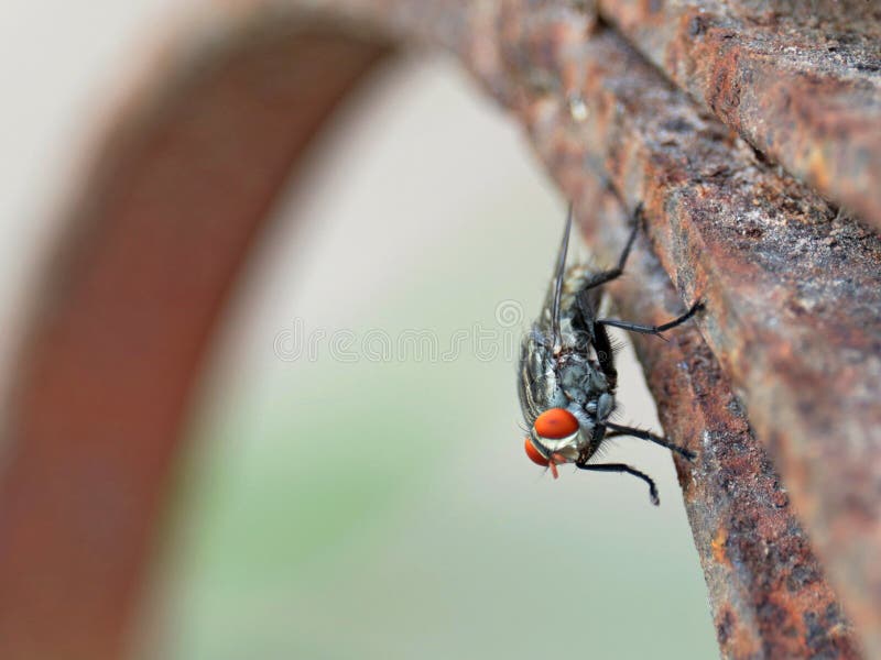 Fly on old steel. stock image. Image of insect, spring - 145475769
