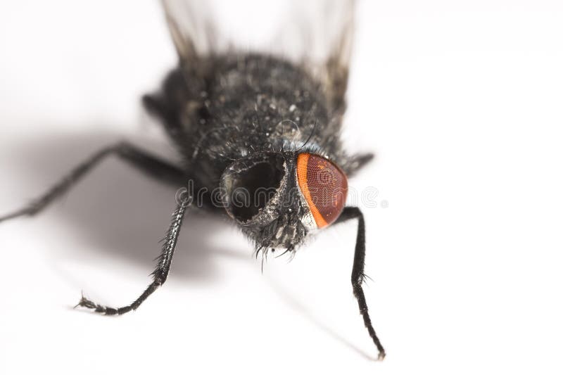 Fly With One Eyw Picture. Image: 2527088